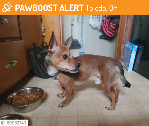 Toledo, OH Stray Male Dog Found Near Jackman and Laskey | PawBoost