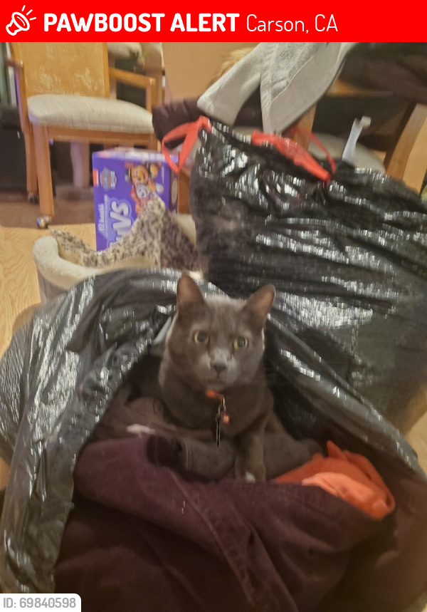 Carson, CA Lost Male Cat, Georgie Is Missing | PawBoost