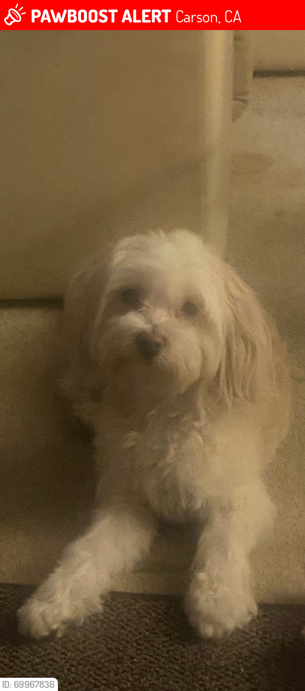 Carson, CA Lost Female Dog, Sweetie Is Missing | PawBoost