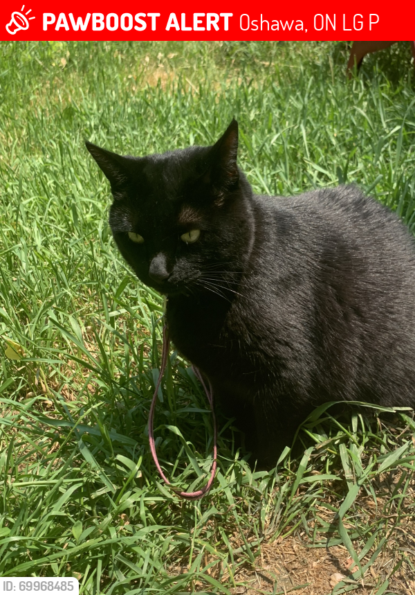 Oshawa, ON Lost Female Cat, Layla Is Missing | PawBoost