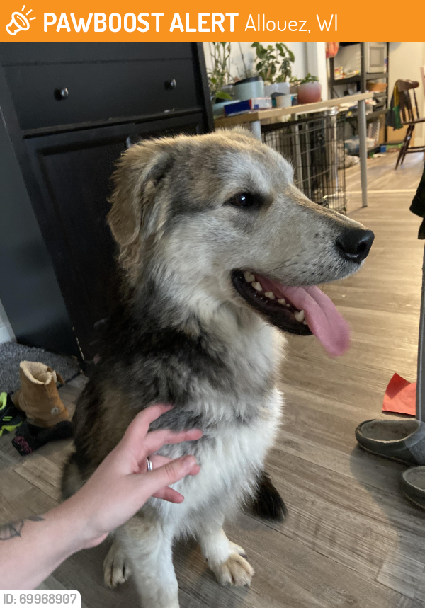Allouez, WI Stray Dog Found Near Libel and E. Mission Rd. | PawBoost
