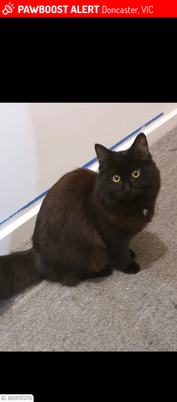 Doncaster, VIC Lost Female Cat, Izzy Is Missing | PawBoost