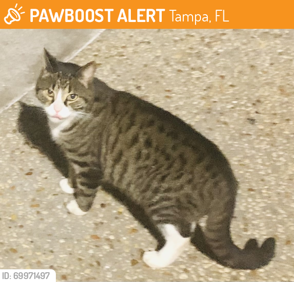 Tampa, FL Stray Female Cat Found Near Tampa | PawBoost