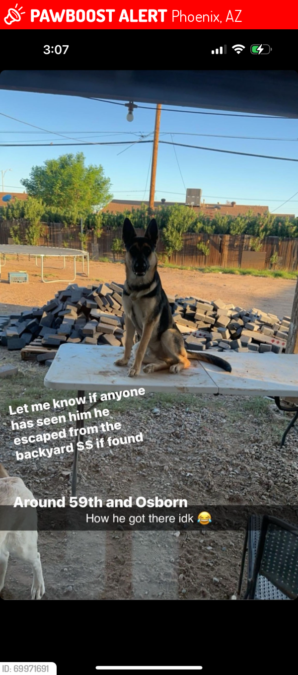 Phoenix, AZ Lost Male Dog, Rex Is Missing | PawBoost