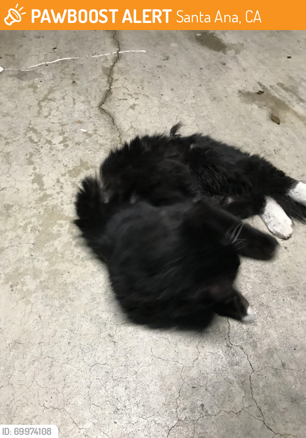 Santa Ana, CA Stray Cat Found Near Cabrillo Park Dr and 17th St Santa ...
