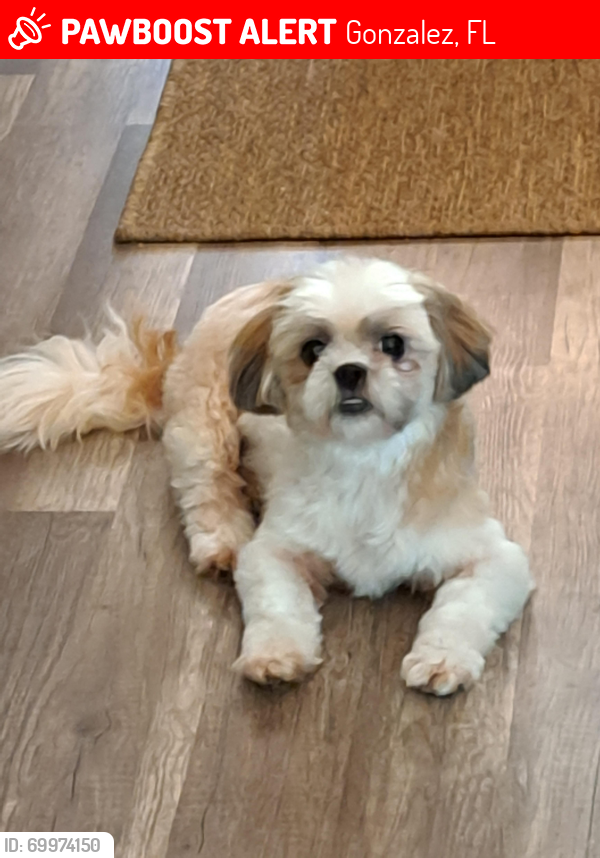 Gonzalez, FL Lost Female Dog, Phoebe Is Missing | PawBoost