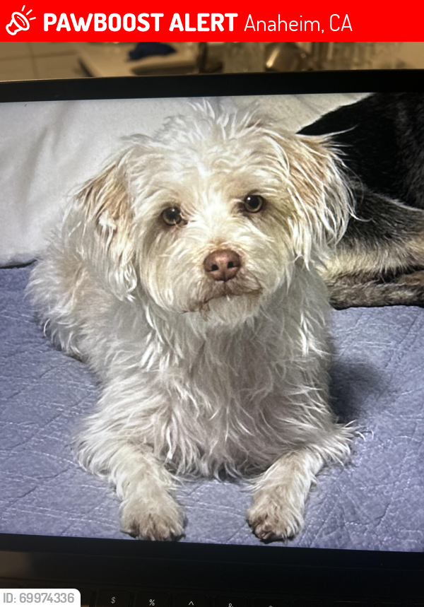 Anaheim, CA Lost Female Dog, Princess Is Missing | PawBoost