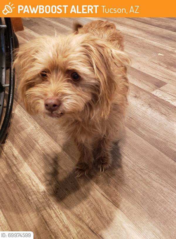 Tucson, AZ Stray Female Dog Found Near Speedway and Freeway | PawBoost