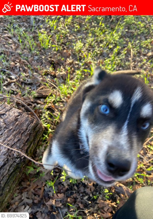 Sacramento, CA Lost Female Dog, luna Is Missing | PawBoost