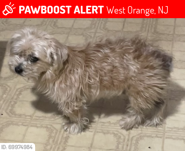 West Orange, NJ Lost Male Dog, Biscuit Is Missing | PawBoost