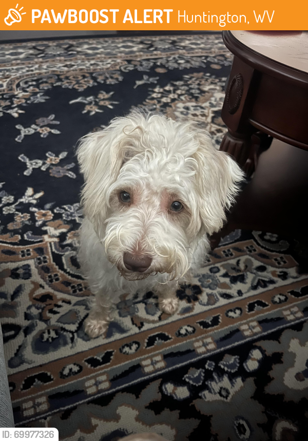 Huntington, WV Stray Male Dog Found Near Huntington, wv | PawBoost
