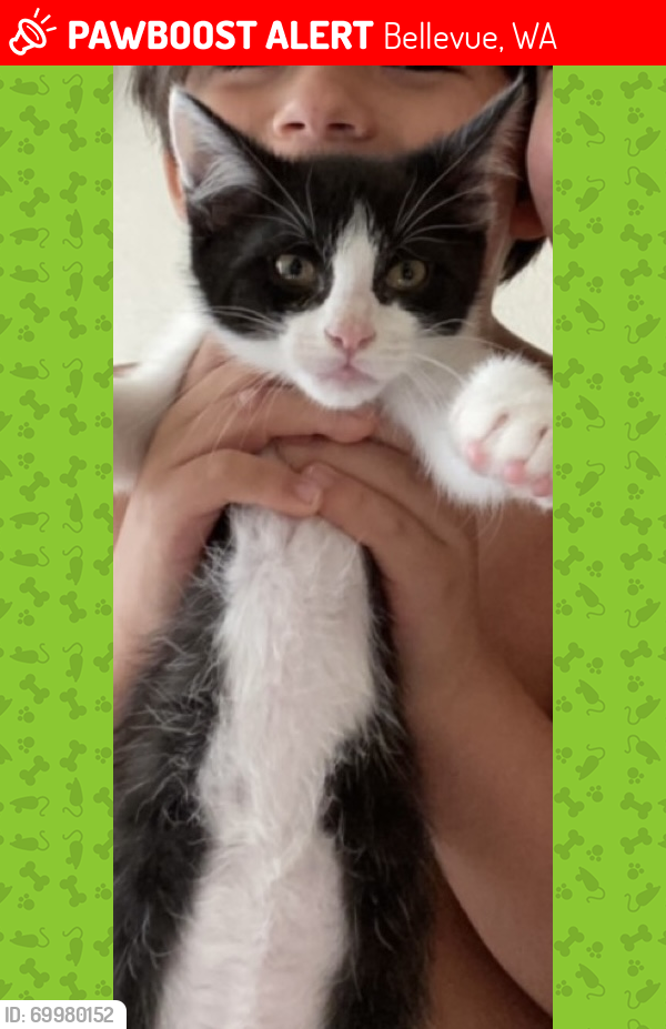 Bellevue, WA Lost Male Cat, Batman Is Missing | PawBoost