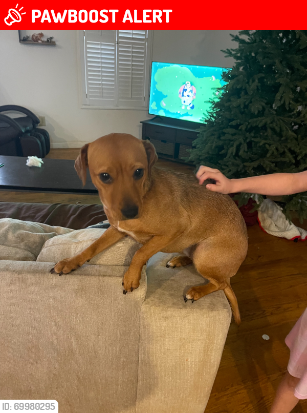 Cherokee County, GA Lost Female Dog, Zena Is Missing | PawBoost