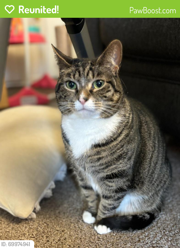 Reunited Female Cat in Evesham, NJ 08053 (ID: 69974941) | PawBoost