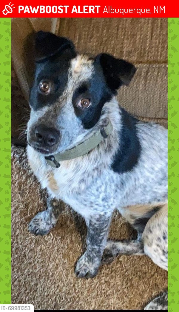 Albuquerque, NM Lost Male Dog, Rifle Is Missing | PawBoost