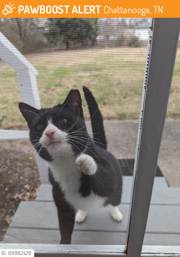 Chattanooga, TN Stray Cat Found Near Shadow Walk and Shadow Point ...