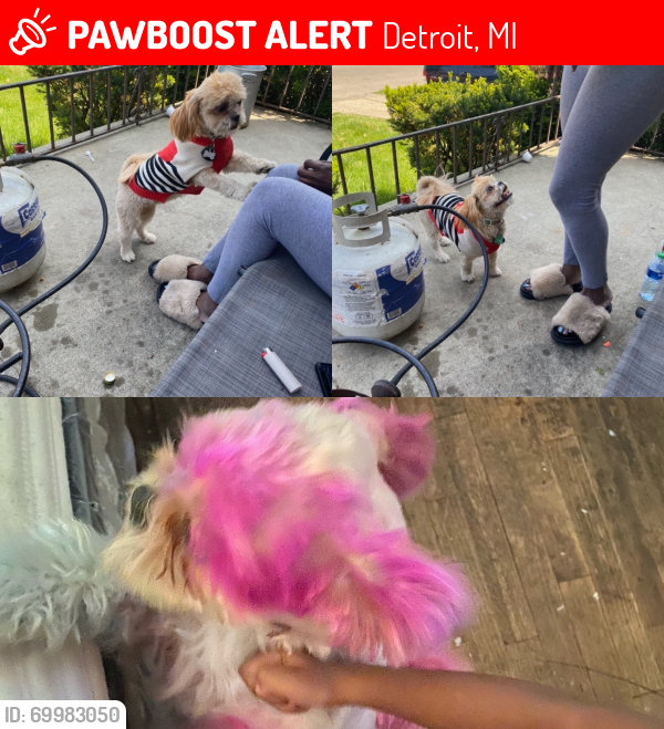Detroit, MI Lost Female Dog, Rosie Is Missing | PawBoost