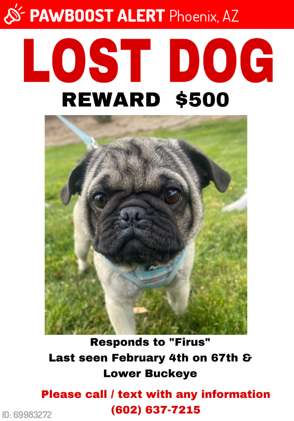 Phoenix, AZ Lost Male Dog, Firus Is Missing | PawBoost