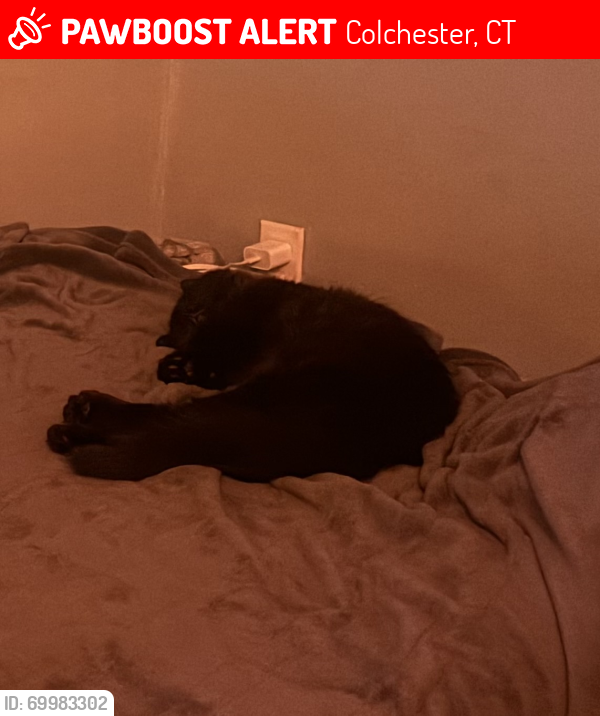 Colchester, CT Lost Male Cat, Darwin Is Missing | PawBoost