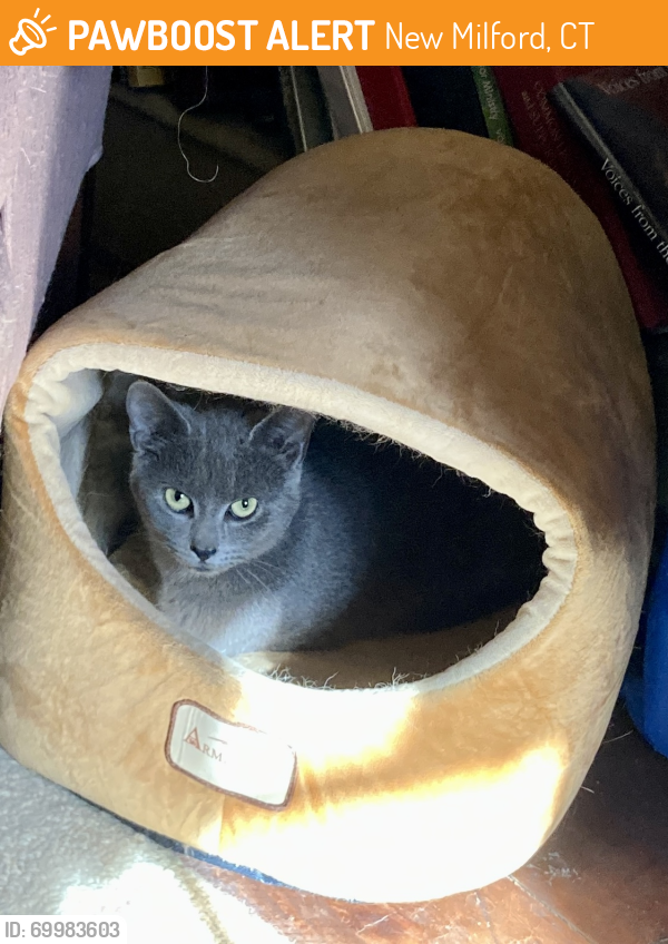 New Milford, CT Stray Female Cat Found Near Carlson's Grove, New ord ...