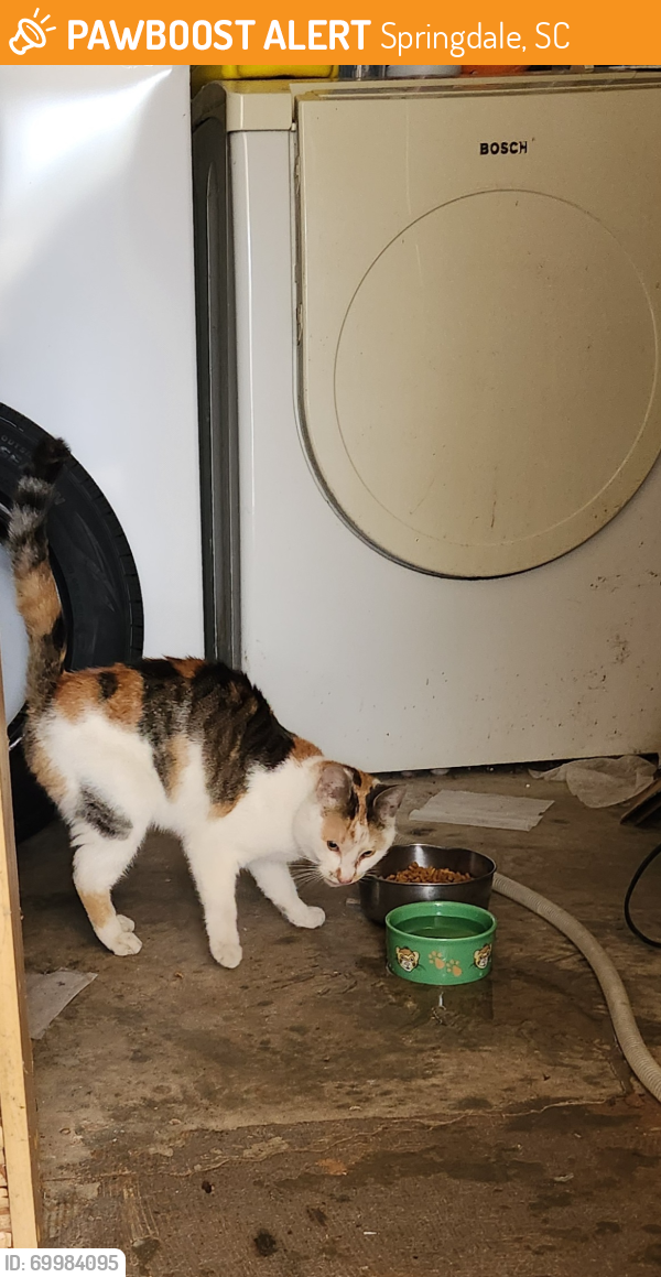 Springdale, SC Stray Female Cat Found Near W Fairhill Dr, near Spectrum ...