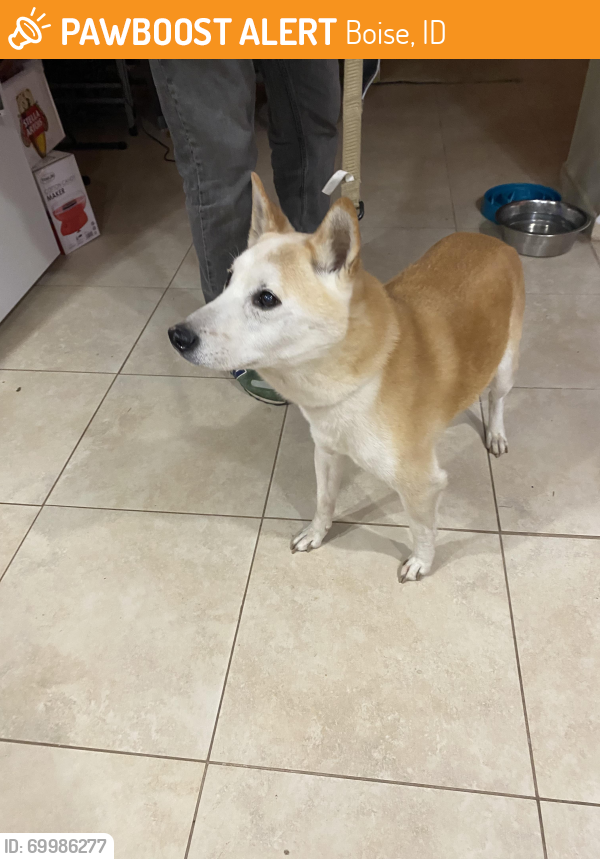Boise, ID Stray Male Dog Found Near Northview & Hartman Boise, ID ...