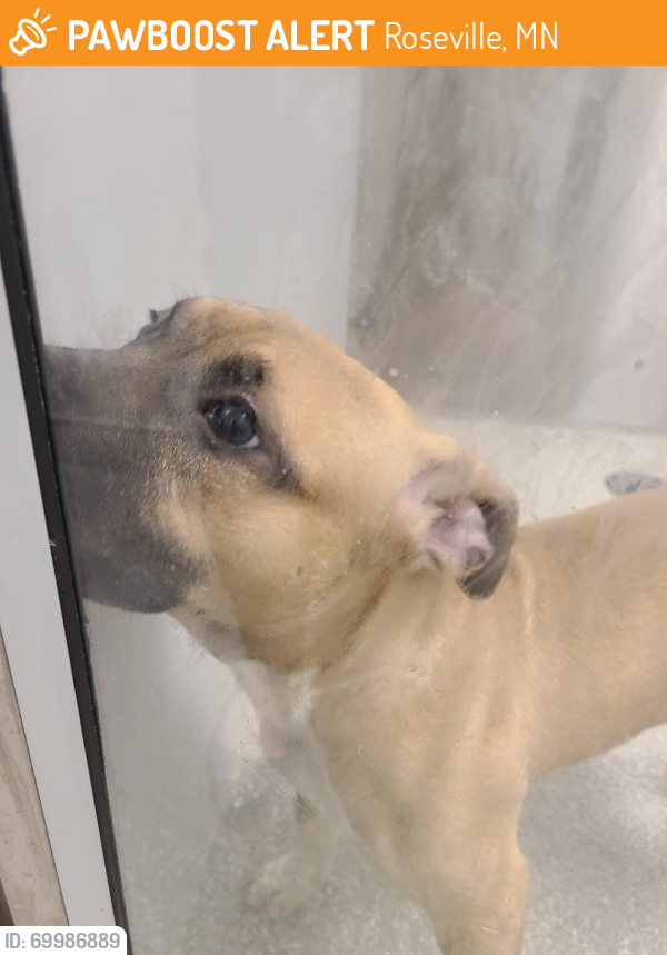 Roseville, MN Stray Female Dog Found Near lexington ave, Roseville ...