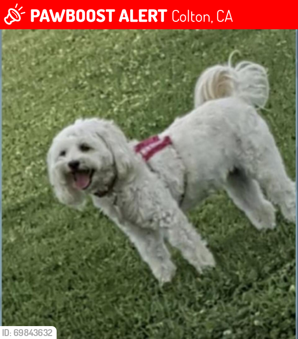 Colton, CA Lost Female Dog, Capri Is Missing | PawBoost