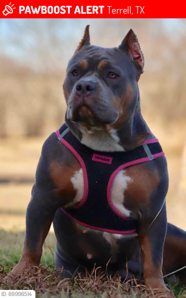 Deceased Female Dog in Terrell, TX 75161 (ID: 69996514) | PawBoost