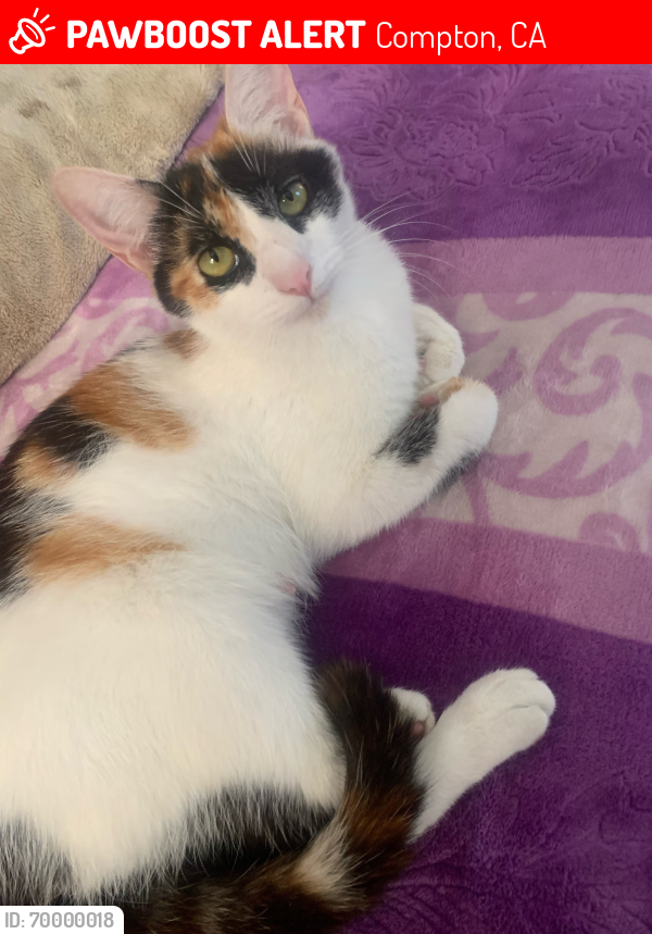 Compton, CA Lost Female Cat, Mabel Is Missing | PawBoost