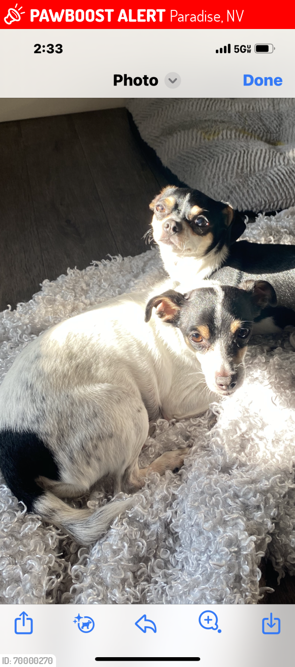 Paradise, NV Lost Male Dog, Chubby Is Missing | PawBoost