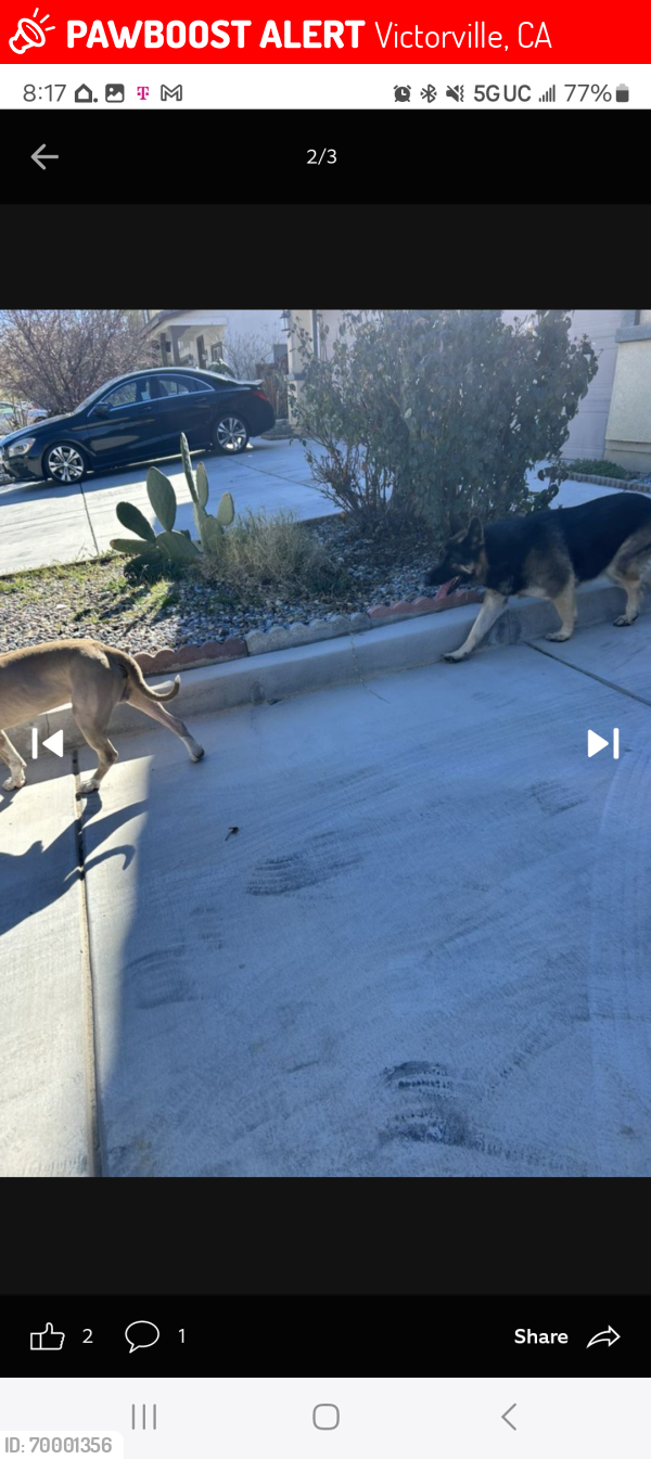 Victorville, CA Lost Male Dog, Biggie and Kane Is Missing | PawBoost