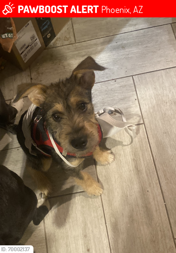 Phoenix, AZ Lost Female Dog, Emira Is Missing | PawBoost