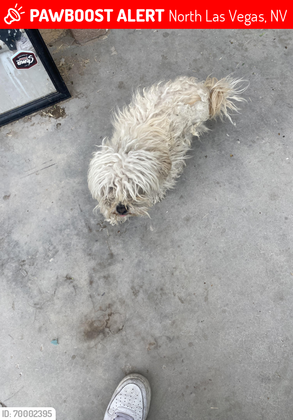 North Las Vegas, NV Lost Male Dog, Max Is Missing | PawBoost