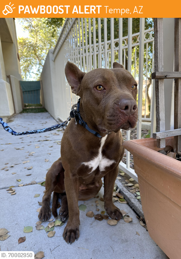 Tempe, AZ Stray Female Dog Found Near guadalupe & mcclintock | PawBoost
