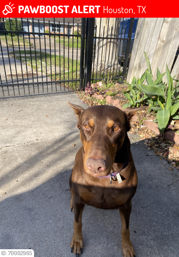 Houston, TX Lost Female Dog, sassy Is Missing | PawBoost