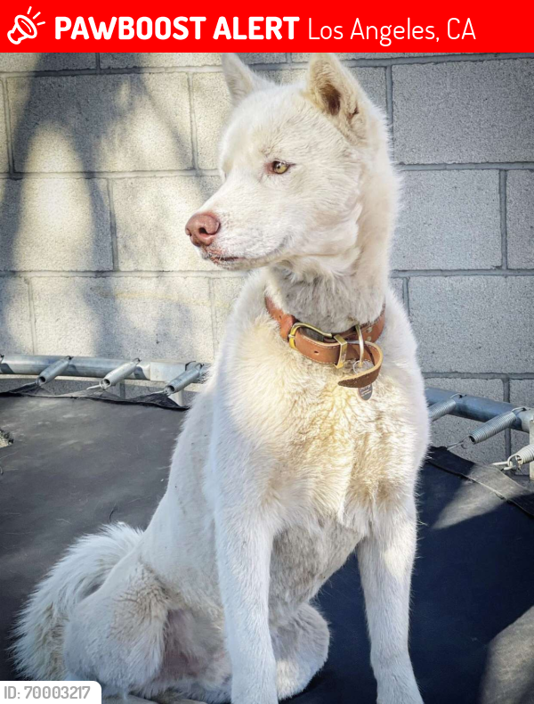 Los Angeles, CA Lost Male Dog, Oso Perez Is Missing | PawBoost