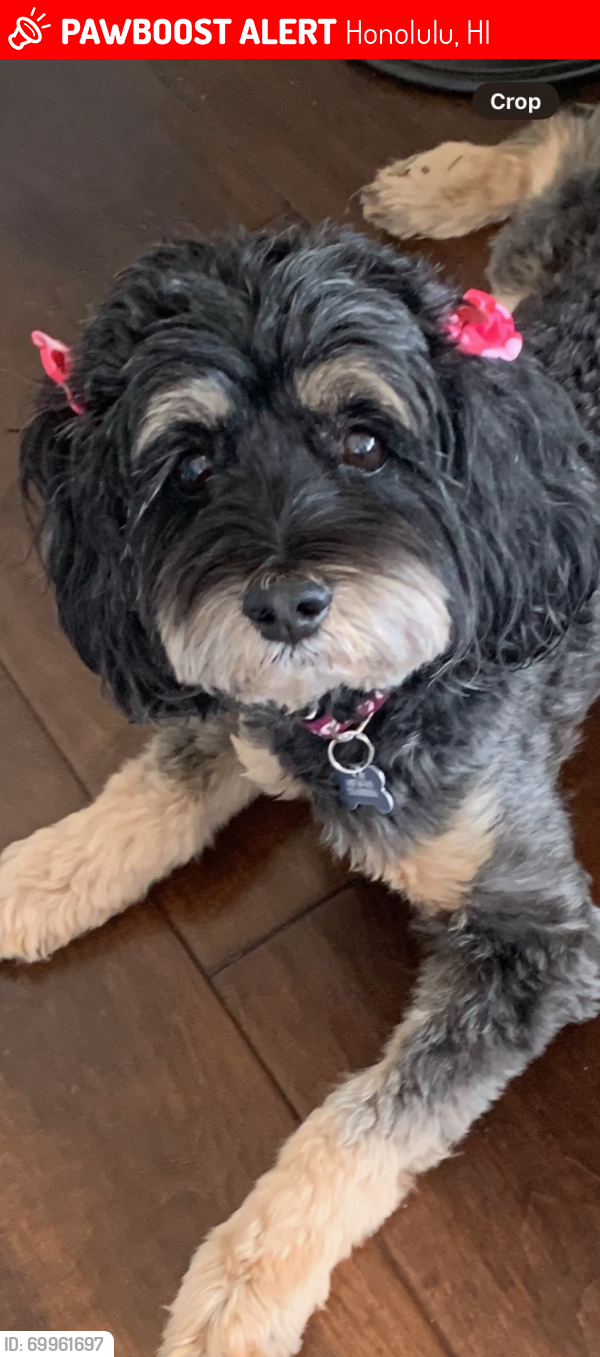 Honolulu, HI Lost Female Dog, Tiger Is Missing | PawBoost