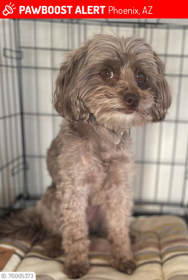 Phoenix, AZ Lost Female Dog, Edna Is Missing | PawBoost