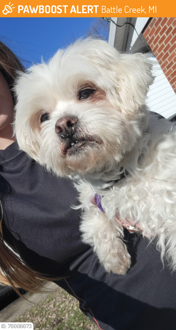 Battle Creek, MI Stray Male Dog Found Near Vale st battlecreek MI ...