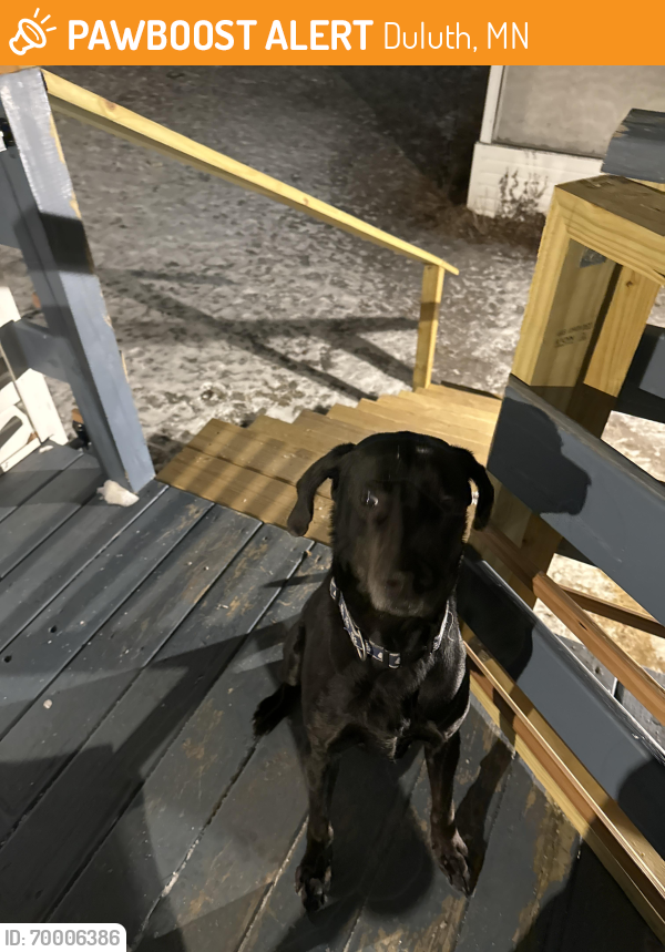 Duluth, MN Stray Female Dog Found Near W Morgan St | PawBoost
