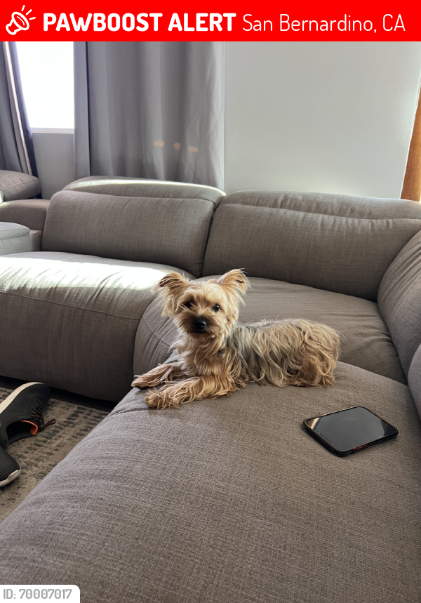 San Bernardino, CA Lost Male Dog, Milo Is Missing | PawBoost