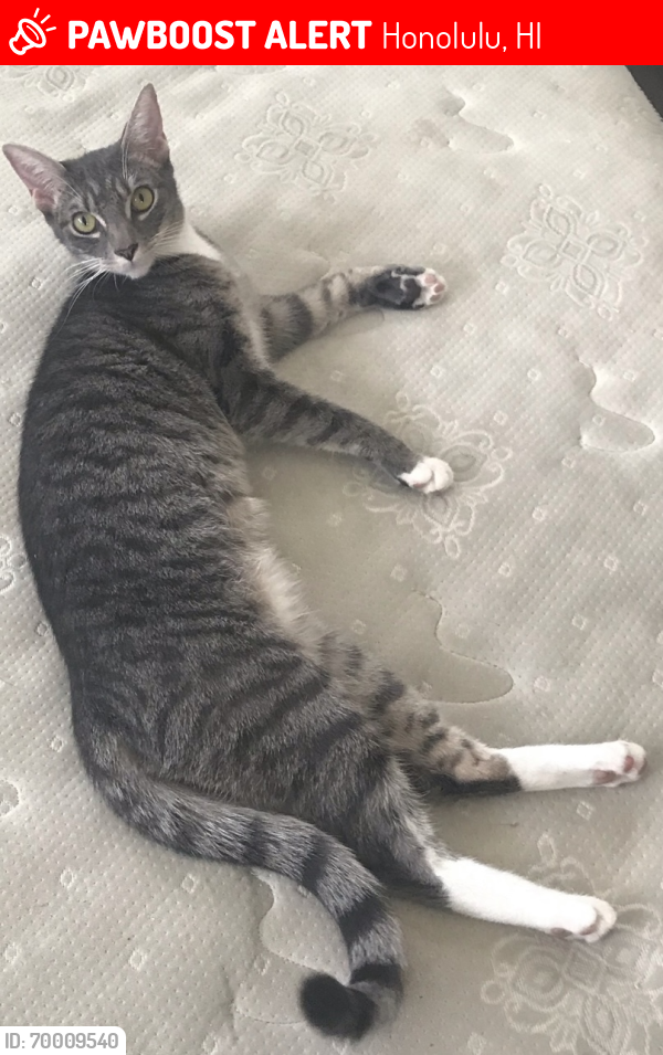 Honolulu, HI Lost Female Cat, Natilla Is Missing | PawBoost