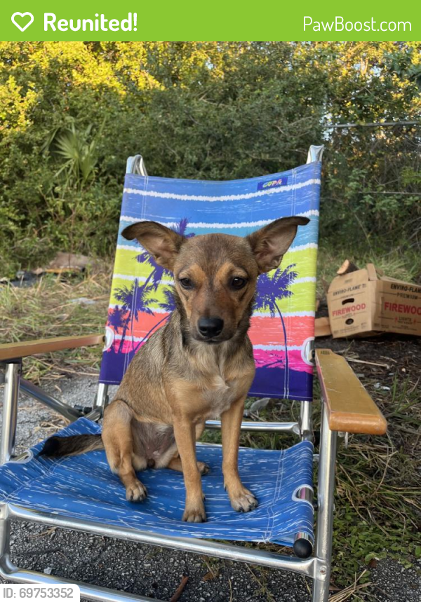 Reunited Female Dog in Dania Beach, FL 33004 (ID: 69753352) | PawBoost