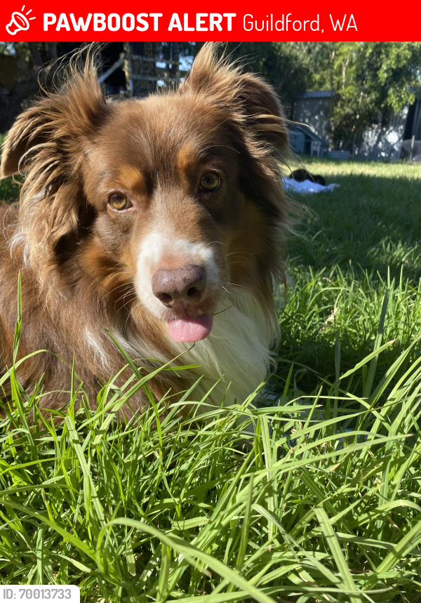 Guildford, WA Lost Male Dog, Buddy Is Missing | PawBoost