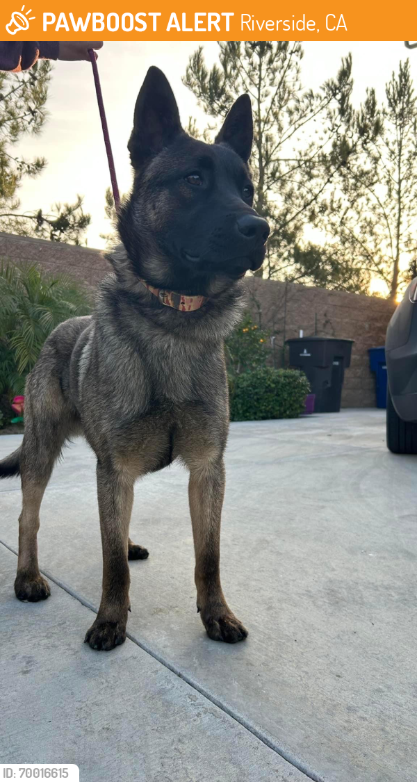 Riverside, CA Stray Male Dog Found Near Found near Poly Highschool ...