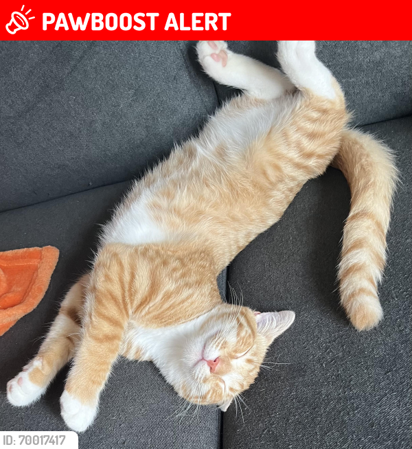 Huron Charter Township, MI Lost Male Cat, Cheeto Is Missing | PawBoost