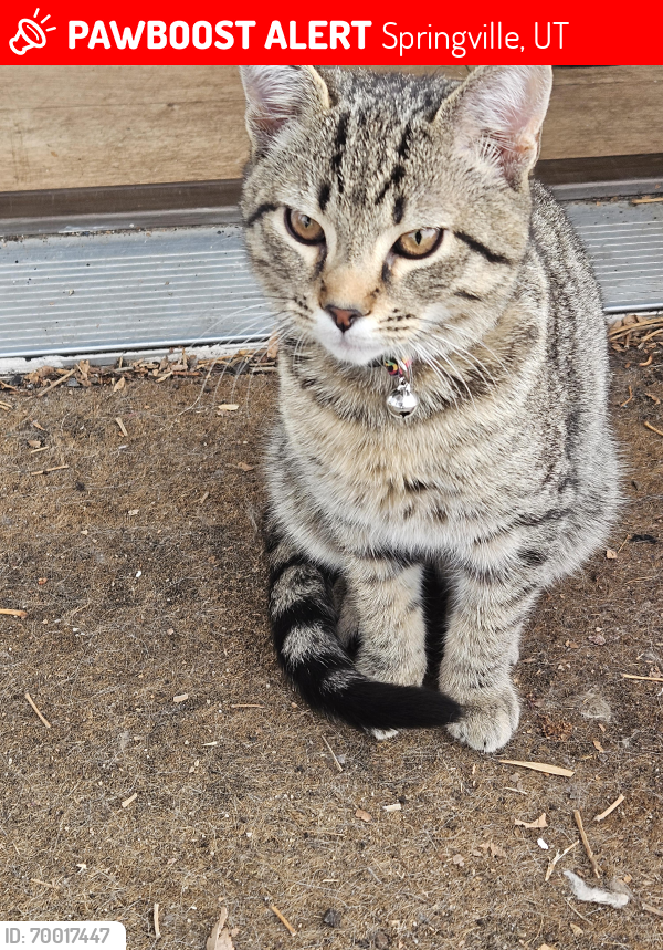 Springville, UT Lost Male Cat, Alfredo Is Missing | PawBoost