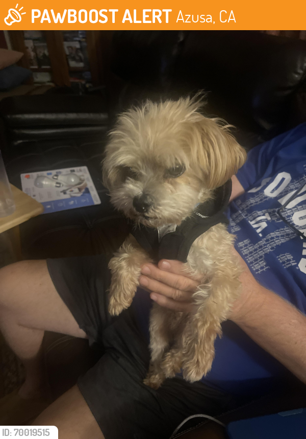 Azusa, CA Stray Male Dog Found Near 11th and Alameda Ave Azusa | PawBoost