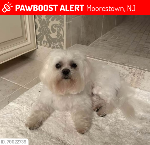 Moorestown, NJ Lost Male Dog, Chewy Is Missing | PawBoost